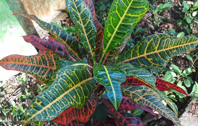 Puring is an Ornamental Plant in the Yard of the House Stock Photo ...