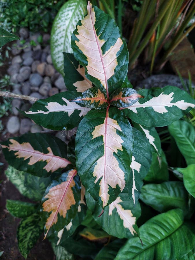 Puring Leaf Ornamental Plant. Stock Image - Image of produce, plant ...