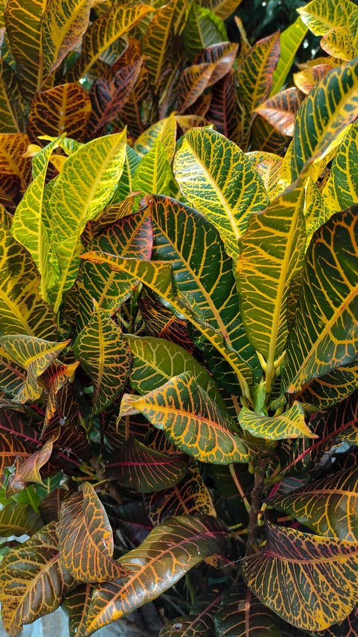 Puring ornamental plant stock image. Image of food, tree - 263921909