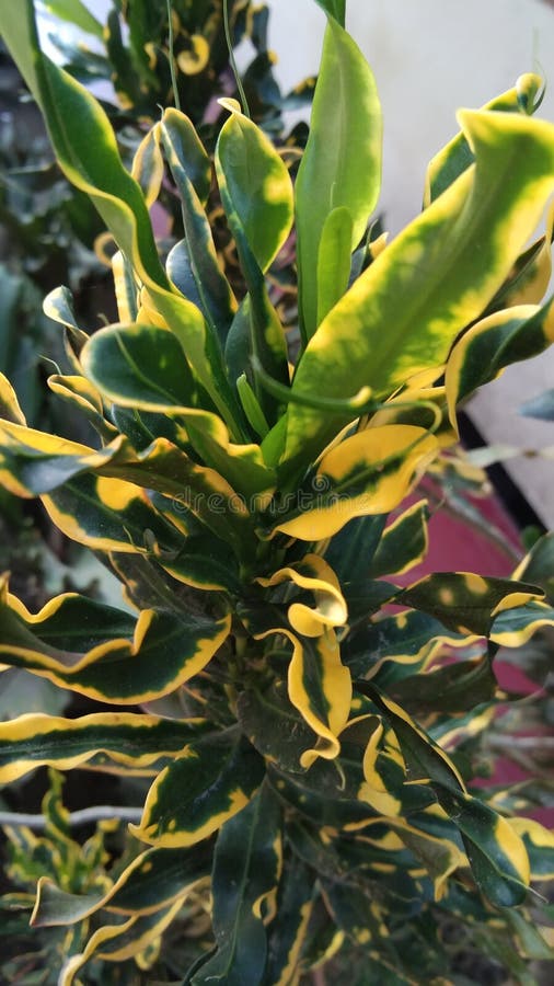 Puring plant in the pot stock photo. Image of plant - 251042866