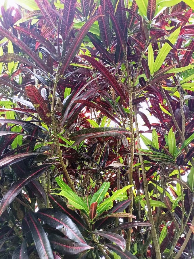 Puring, Pudding or Kroton Codiaeum Variegatum is a Popular Garden ...