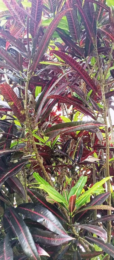 Puring, Pudding or Kroton Codiaeum Variegatum is a Popular Garden ...