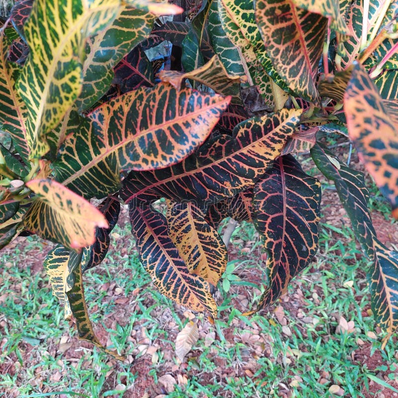 Puring, Pudding or Kroton (Codiaeum Variegatum) are Popular Garden ...