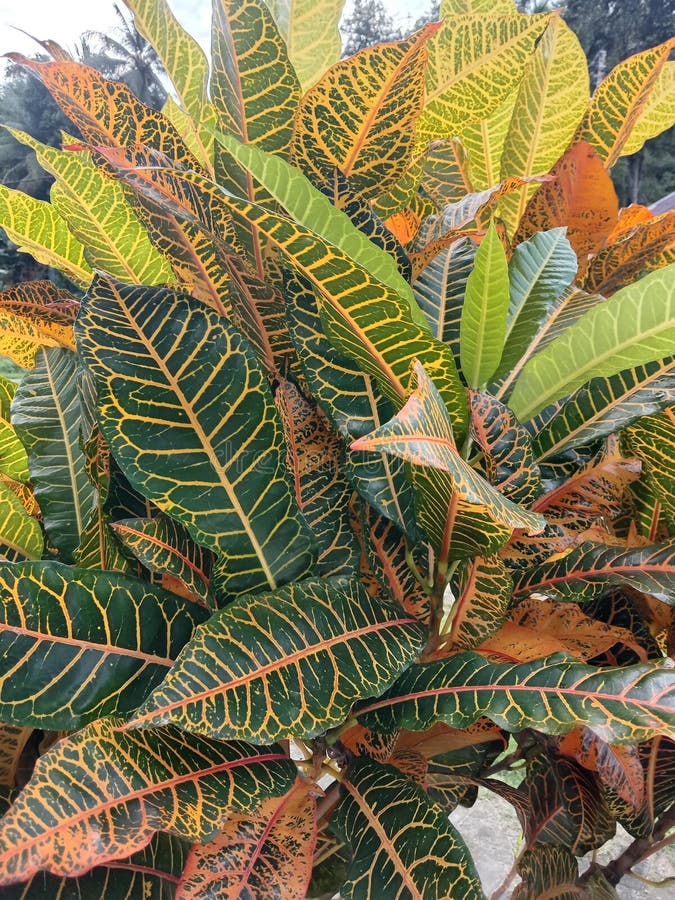 Puring, Pudding or Kroton & X28;Codiaeum Variegatum& X29; Stock Image ...