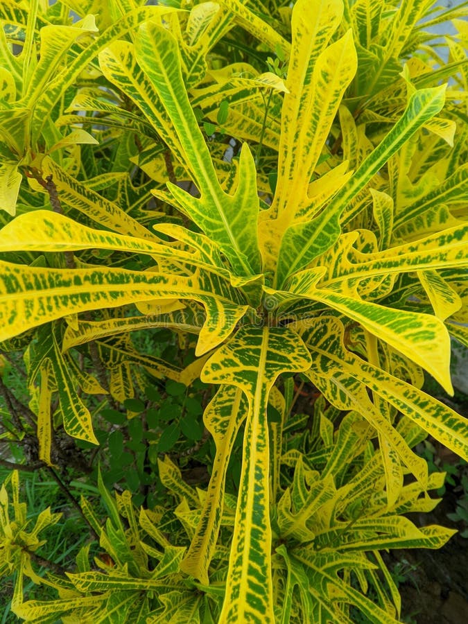 The Puring Trisula Plant (Codiaeum Variegatum) a Combination of Yellow ...