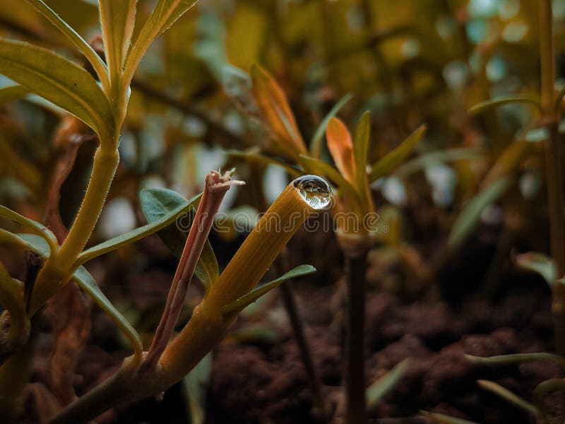 The Purity of the Droplet in the Nature Stock Image - Image of monsoon ...
