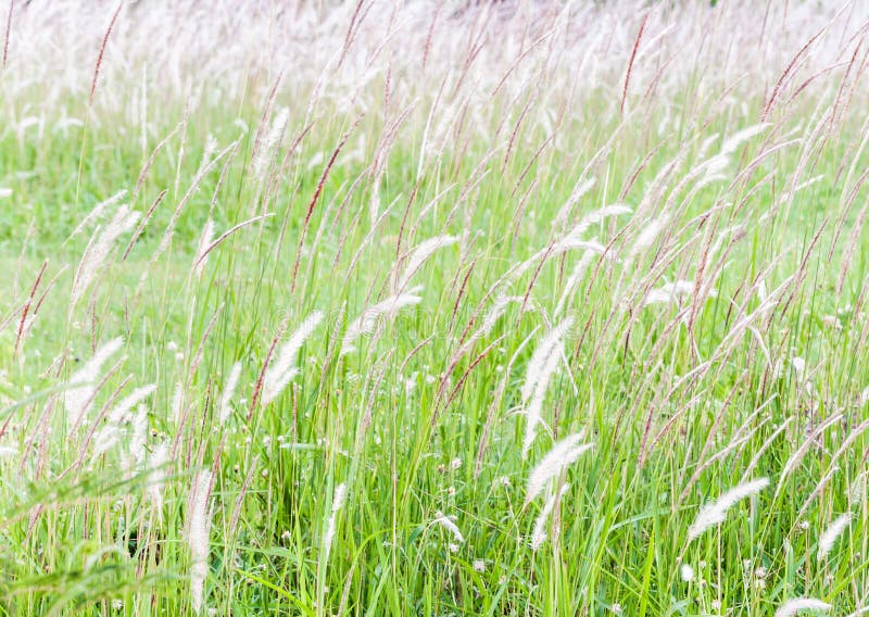 Weed stock image. Image of agriculture, summer, flower - 2897899