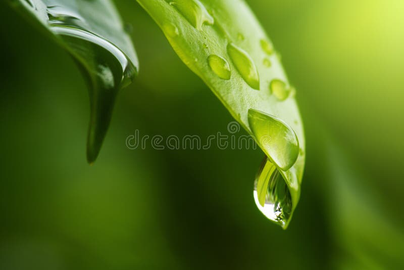 Purity Nature Background, Water Drops on Green Leaf Stock Photo - Image ...