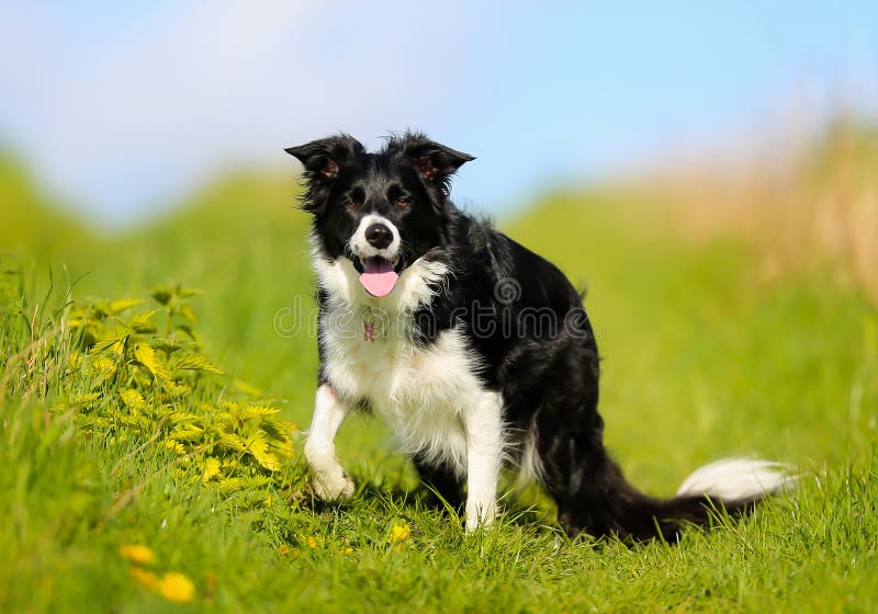 Puro-sangue border collie foto de stock. Imagem de nave - 41592264