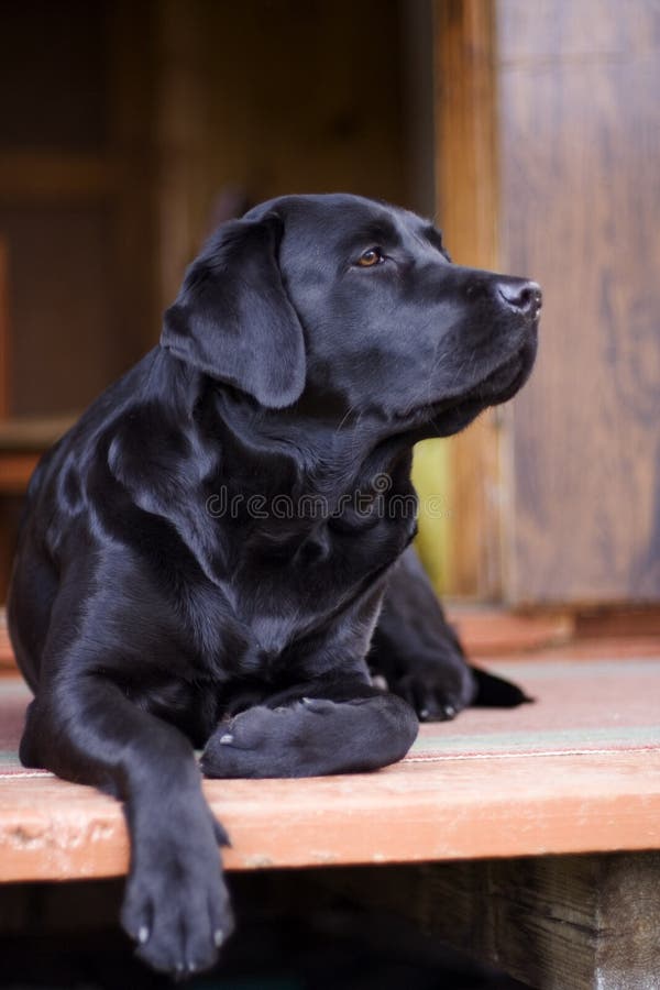 Labrador Preto De Raça Pura Imagem de Stock - Imagem de tranquilo ...