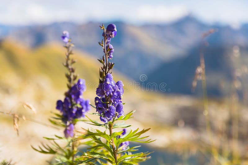 Purp Flower in the Mountains in Spring. Stock Photo - Image of summer ...