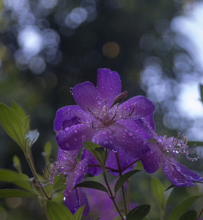 461 Purpal Flower Stock Photos - Free & Royalty-Free Stock Photos from ...