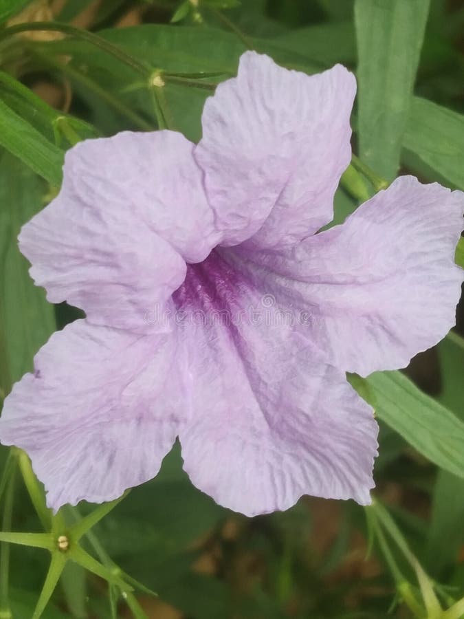 Guledh Flower Stock Photos - Free & Royalty-Free Stock Photos from ...