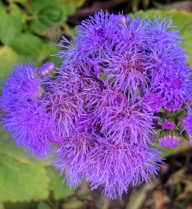 Purper stock foto. Image of blad, bloem, kleur, purper - 113139378