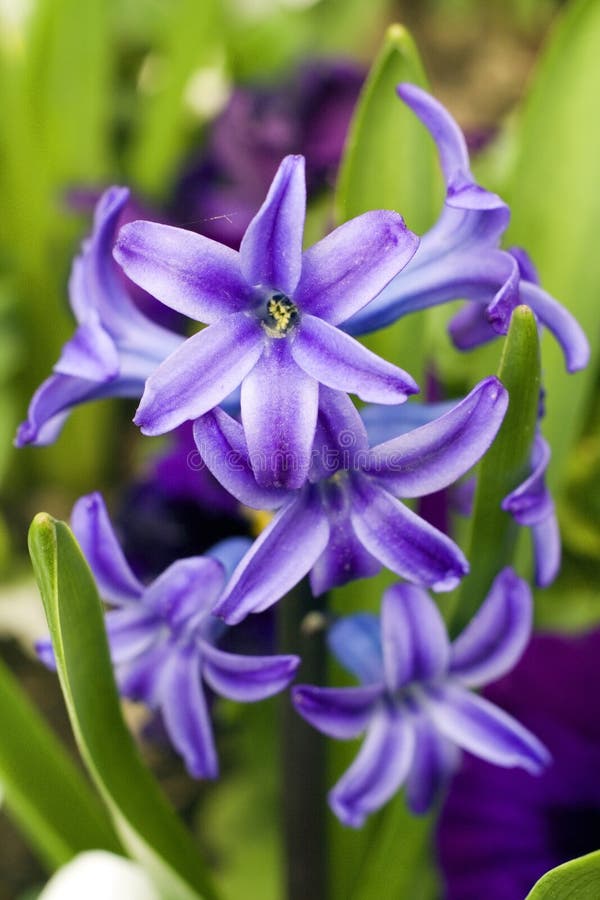 Purper stock afbeelding. Image of mooi, bloemen, installatie - 4755391