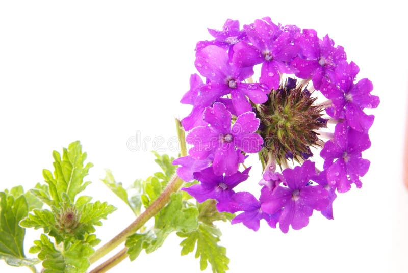 De Cluster Van De Bloem Van Het Ijzerkruid Stock Foto - Image of bloem ...