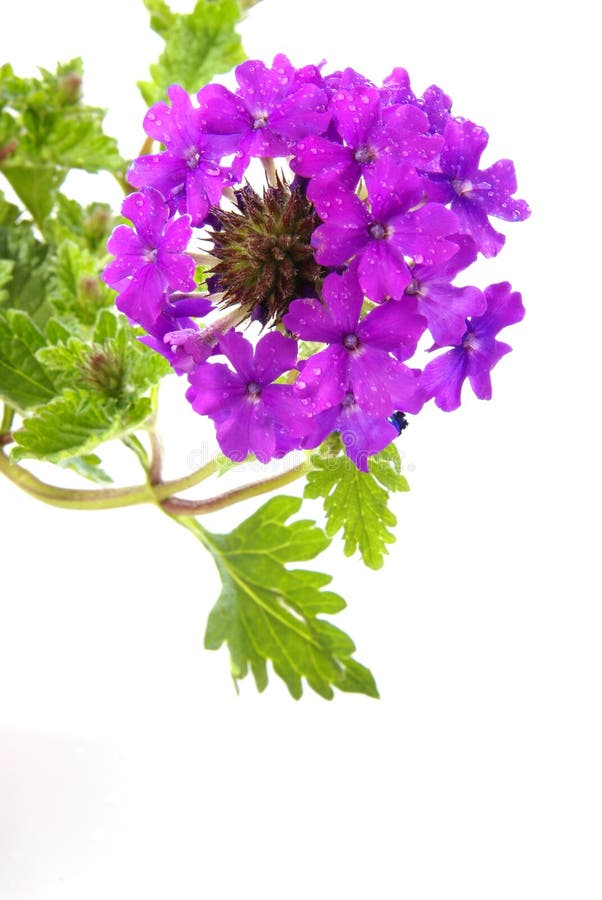 Purper Ijzerkruid stock afbeelding. Image of lente, bestand - 4461027