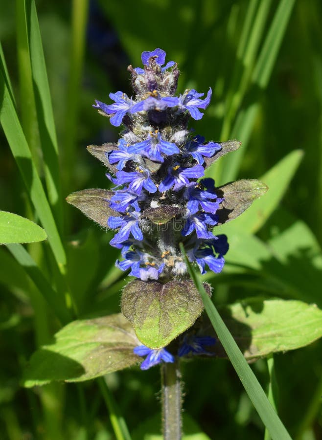 Purper Onkruid stock foto. Image of purper, groenen - 101936168