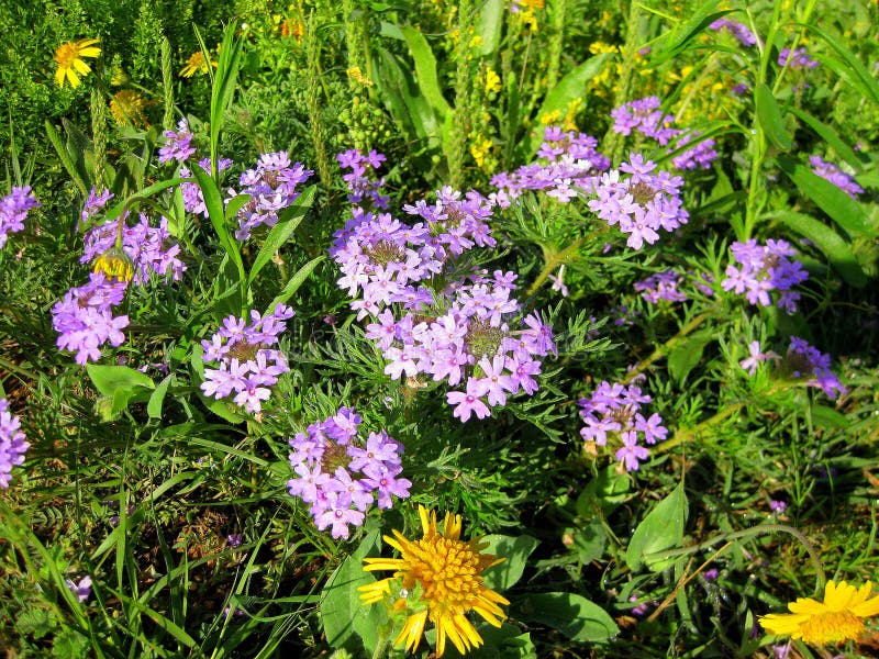 Purper Prarrie-Ijzerkruid, Inheemse Wildflowers Stock Afbeelding ...