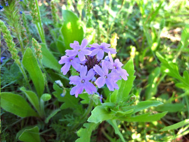 Purper Prarrie-Ijzerkruid, Inheemse Wildflowers Stock Afbeelding ...