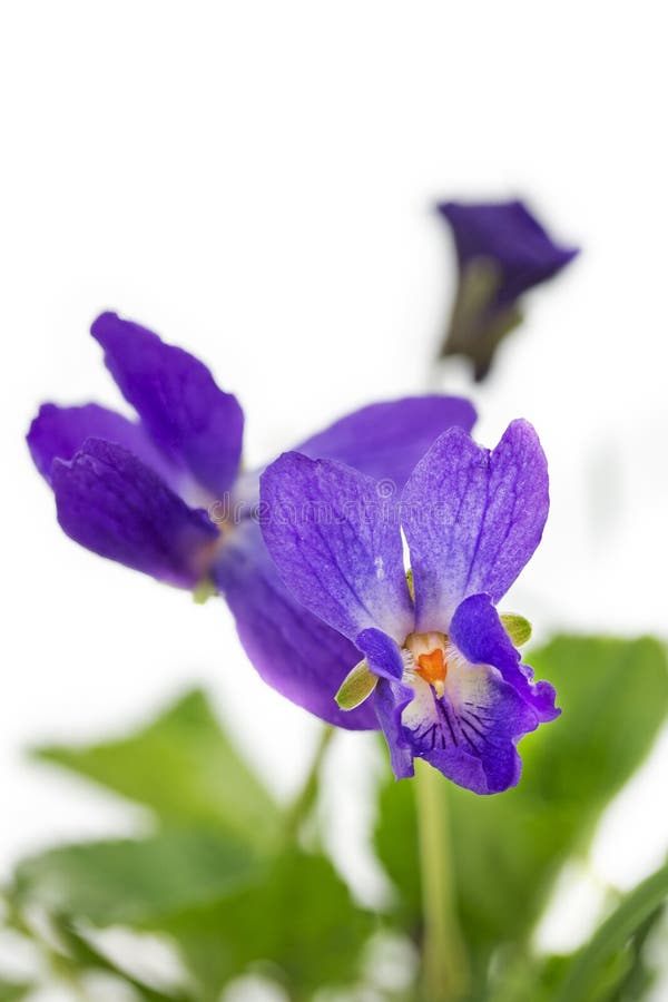 Viooltjes en witte ruimte stock foto. Image of bericht - 2356864