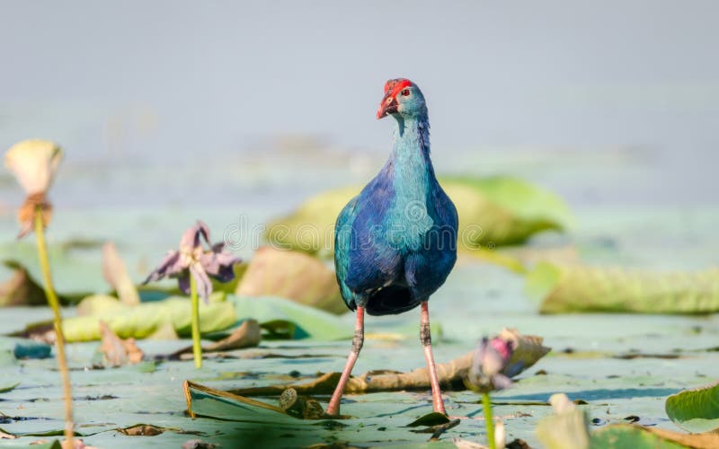 Waterhoen op waterlelies stock afbeelding. Image of groen - 44864925