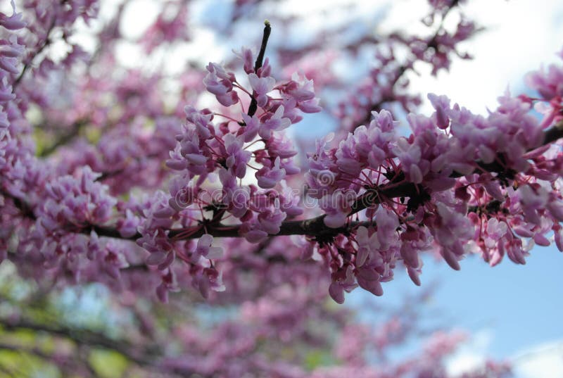 Paarse Bloeiende Bomen in Het Centrum Van De Stad Barcelona Stock Foto ...