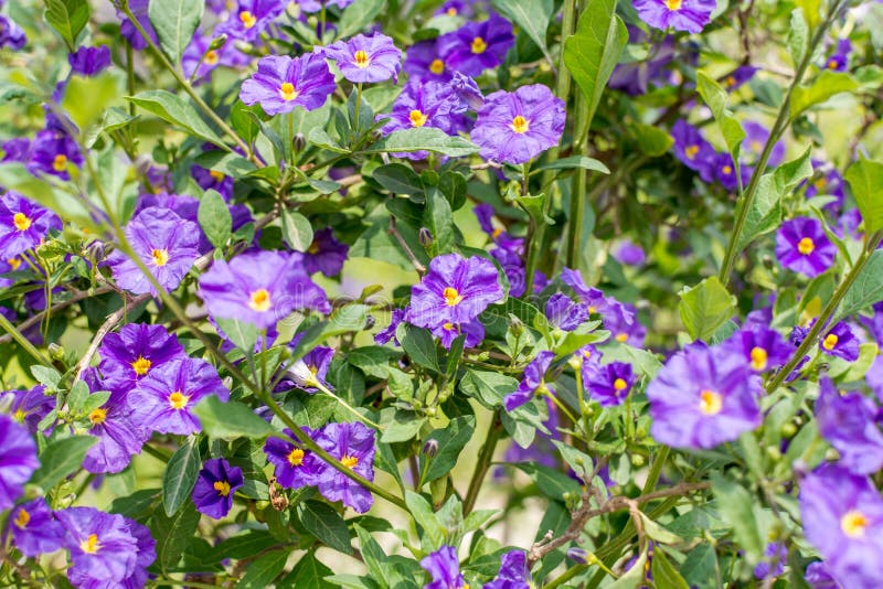 Solanum Rantonnetii Species Lycianthes Rantonnetii Bloeiende Plant in ...
