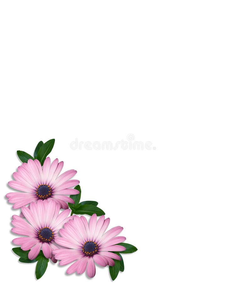 Purpere Daisy Flowers Corner Design Stock Illustratie - Illustration of ...