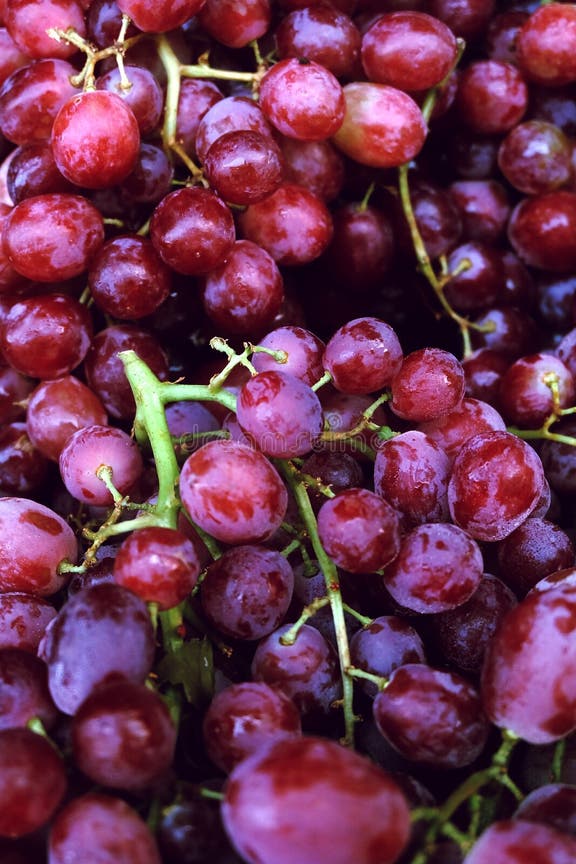 Purpere druif stock foto. Image of vrucht, rood, vers - 88088492