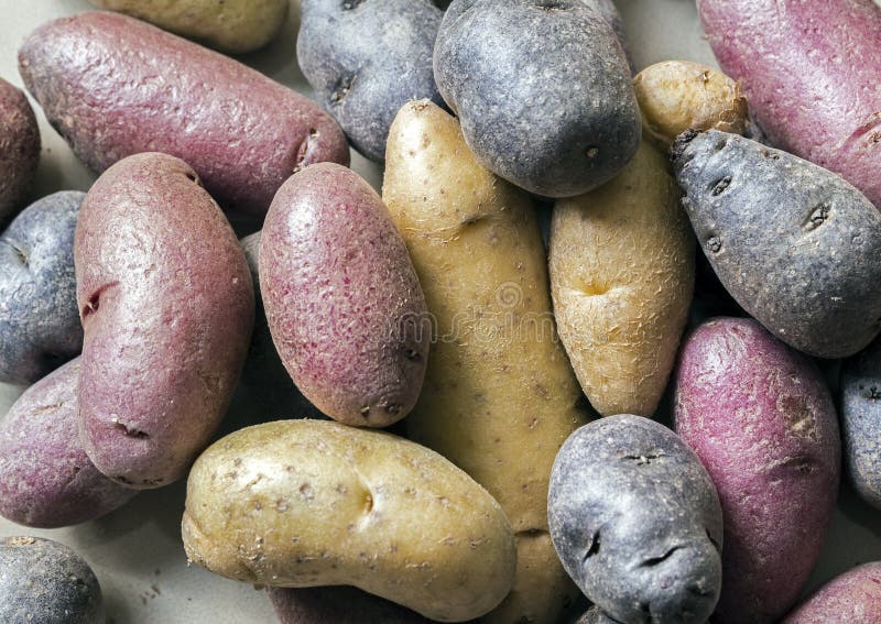Purpere, Rode En Bruine Aardappels Stock Foto - Image of purper ...