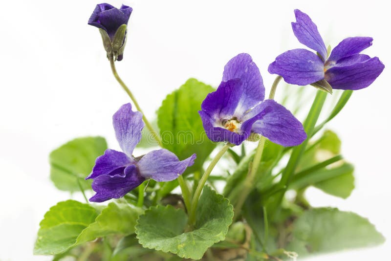 Purpere Viooltjes (Viola Odorata) Stock Afbeelding - Image of macro ...
