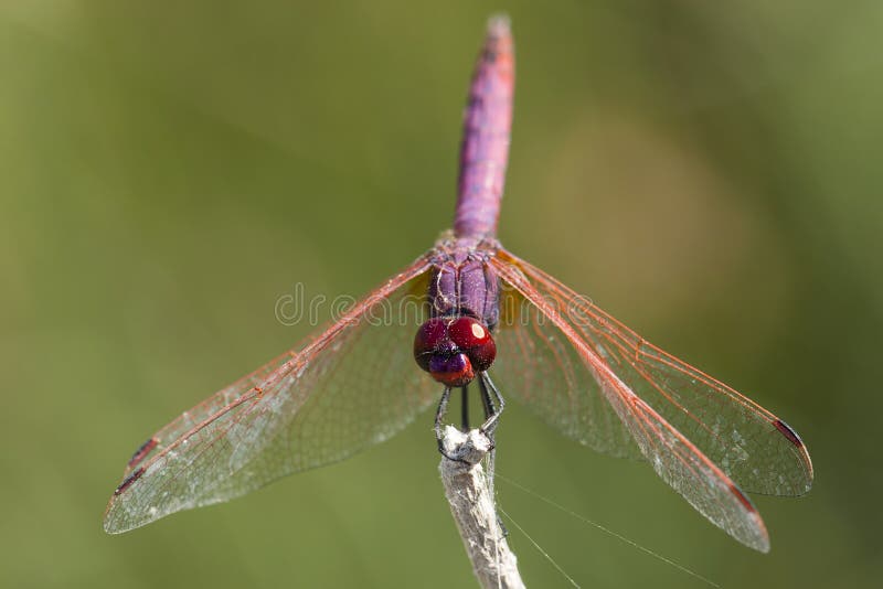 Purperlibel, Violet Dropwing, Annulata Di Trithemis Fotografia Stock ...