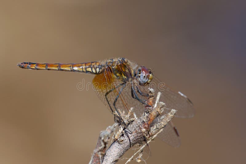 Purperlibel, Violet Dropwing, Trithemis Annulata Stock Image - Image of ...