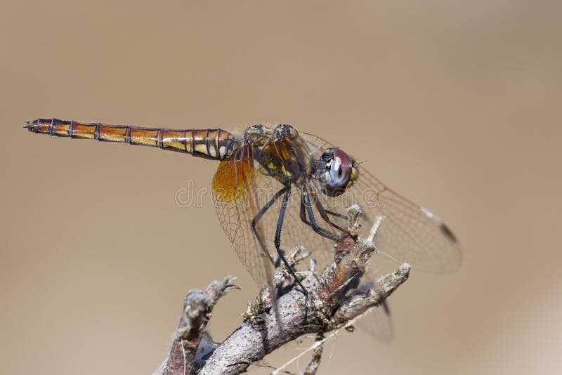 Purperlibel, Violet Dropwing, Trithemis Annulata Stock Image - Image of ...