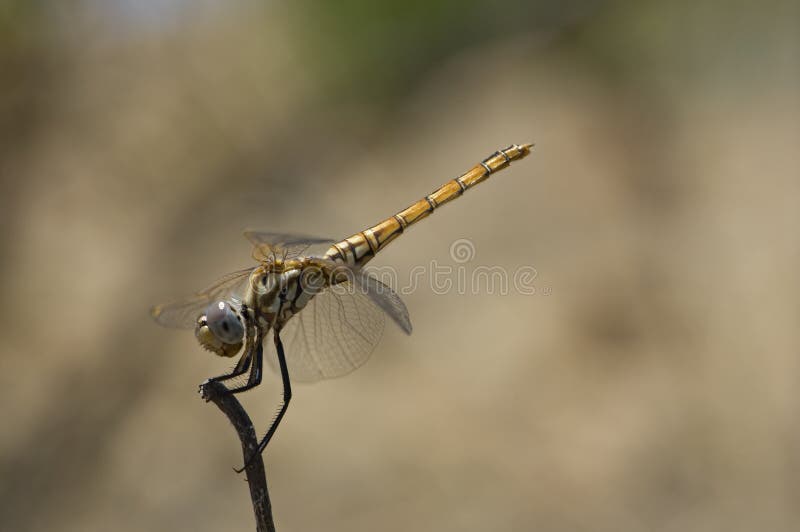 Purperlibel, Violet Dropwing, Trithemis Annulata Stock Image - Image of ...