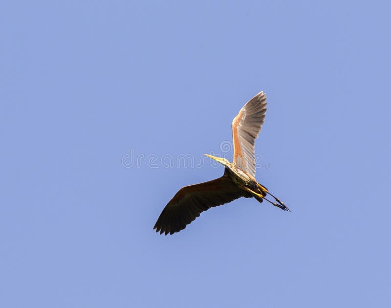Purperreiger, Purple Heron, Ardea Purpurea Stock Image - Image of ...