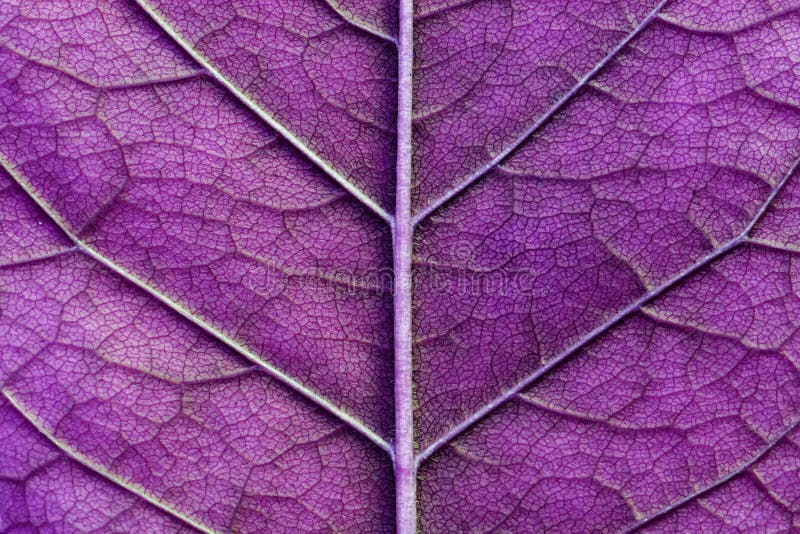 Purple Abstract Macro Leaf Texture Stock Image - Image of environmental ...