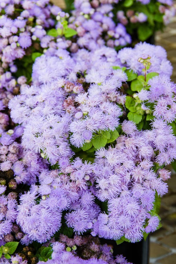 Purple Ageratum Flowers in Bloom Stock Photo - Image of grow, blooms ...