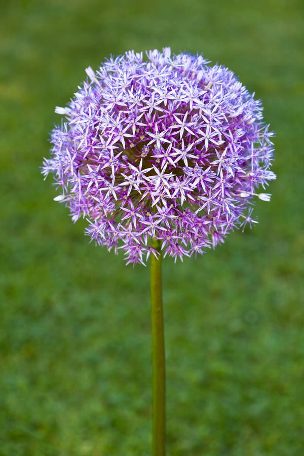 Onion flower stock image. Image of color, flowers, spring - 101604367