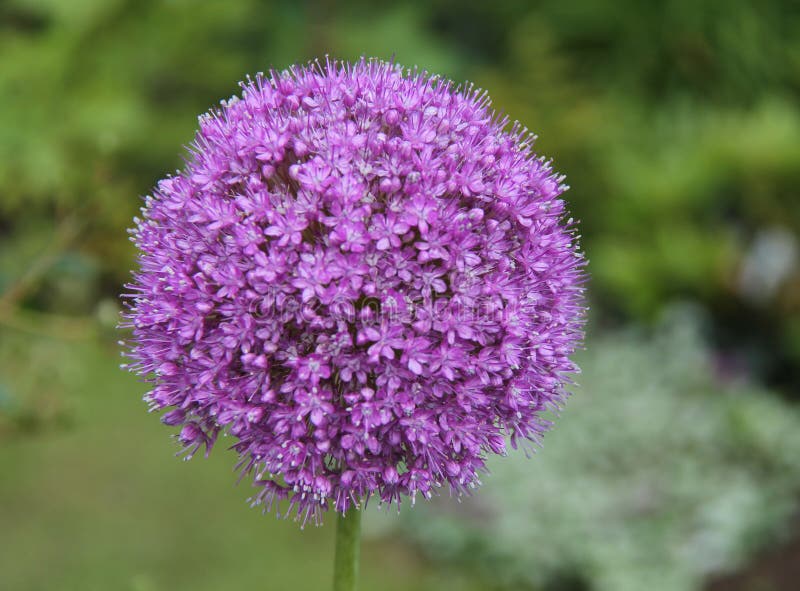 Purple Alium Plant. stock photo. Image of bloom, garden - 81207314