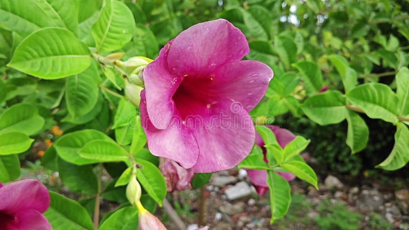 Allamanda Blanchetii (purple Allamanda, Violet Allamanda, Allamanda ...