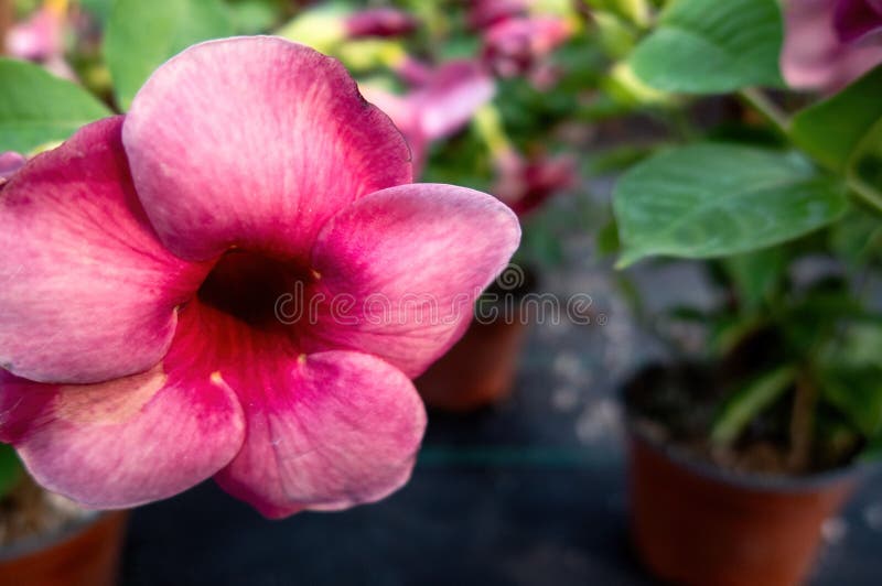Purple Allamanda Allamanda Blanchetii Garden Plants Stock Image - Image ...