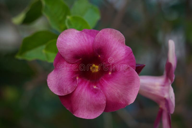 Purple Allamanda (Allamanda Blanchetii) Garden Plants Stock Image ...
