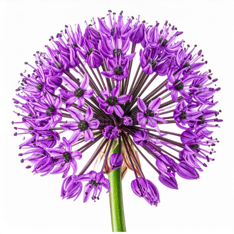 Purple Allium Flower Closeup on White Background Stock Illustration ...