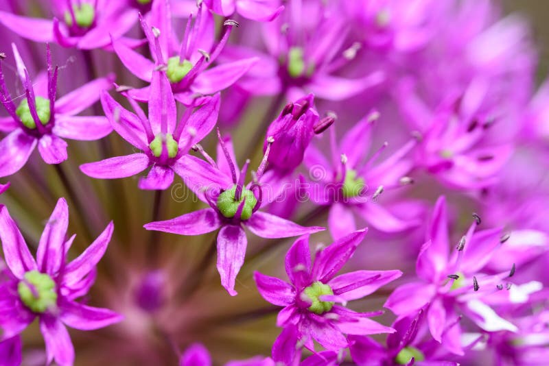 Purple Allium Flowers stock image. Image of nature, gardening - 71284029
