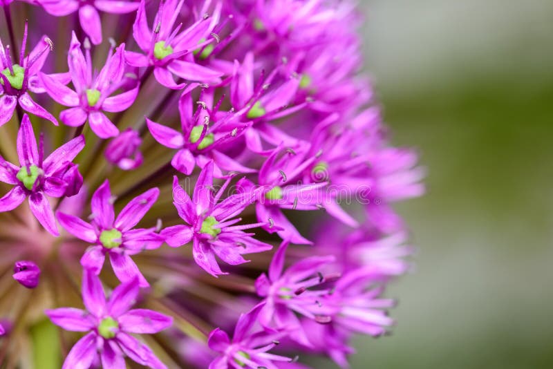 Purple Allium Flowers stock photo. Image of park, blooming - 71284052