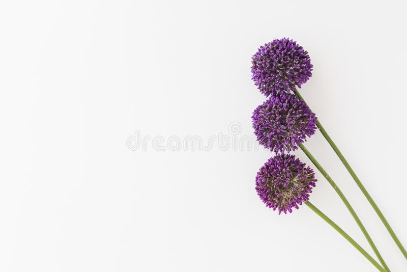 Purple Allium Isolated on White Background Stock Image - Image of ...
