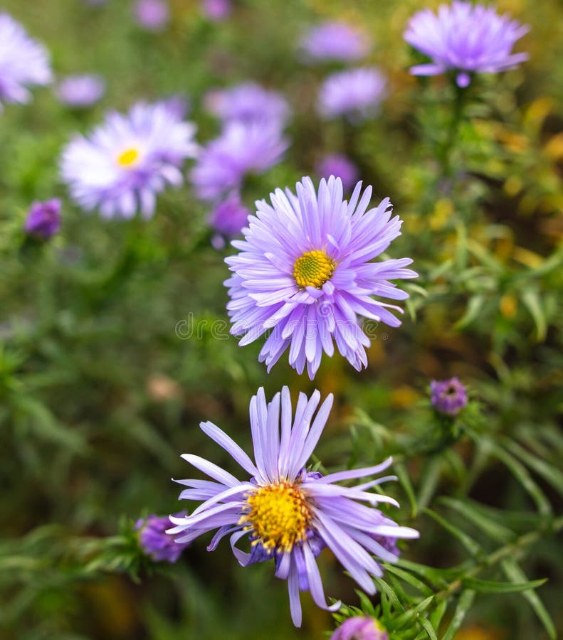 Purple Alpine Aster in Nature Stock Photo - Image of nature, botany ...