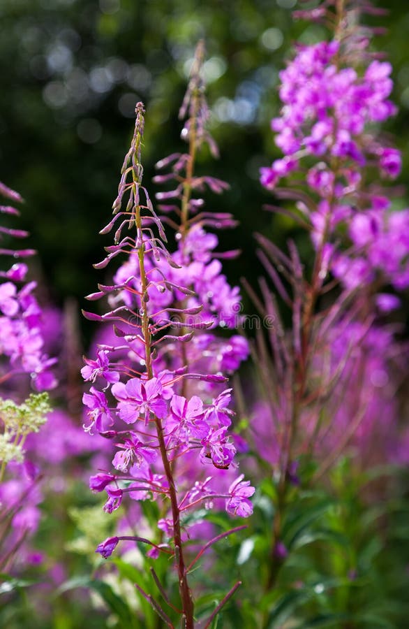 Purple Alpine Fireweed stock photo. Image of delicate - 27962024